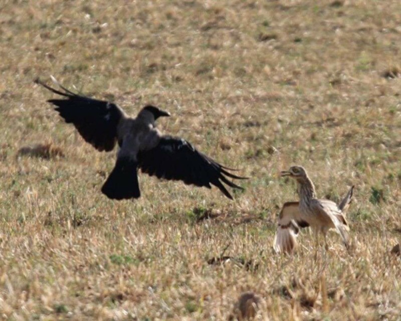 Do Crows Kill Other Birds? Do Eagles Or Hawks Kill Crows?