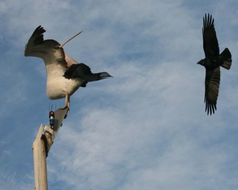 Do Crows Kill Other Birds? Do Eagles Or Hawks Kill Crows?