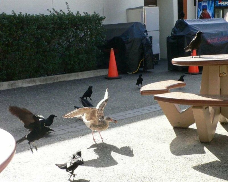 Do Crows Kill Other Birds? Do Eagles Or Hawks Kill Crows?