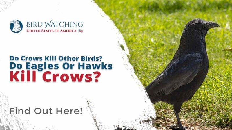 Why Are Blue Jays So Mean and Aggressive to Other Birds?