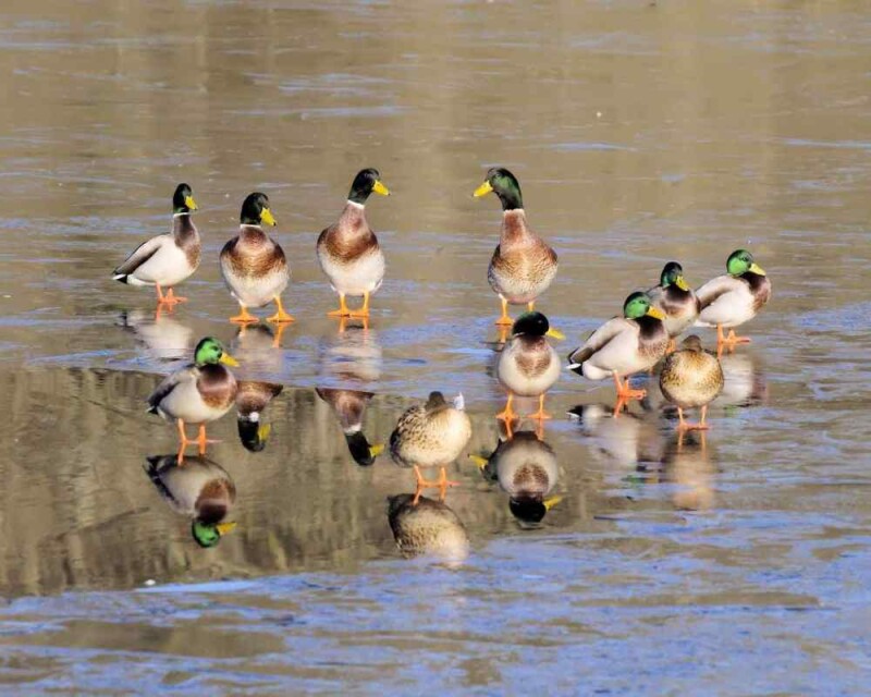 Do Ducks Like Humans? Do They Show Emotions Or Affection?