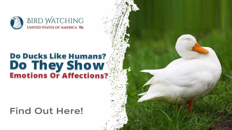 Do Ducks Like Humans? Do They Show Emotions Or Affection?