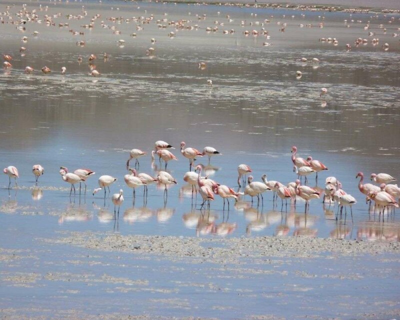 Do Flamingos Migrate? You Won’t Believe It, But It’s True!