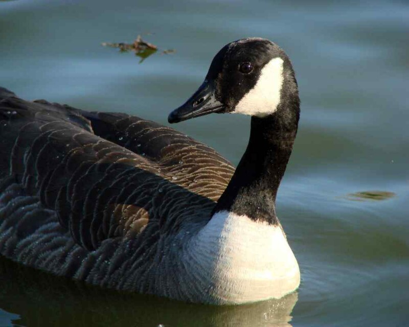 What?! Do Geese Really have Teeth?! [24 Awesome Pictures]