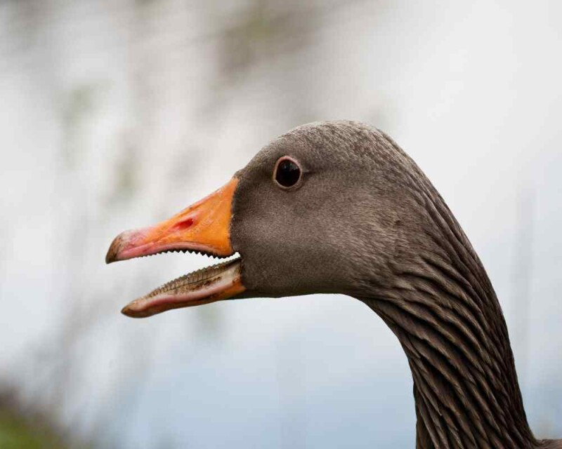 What?! Do Geese Really have Teeth?! [24 Awesome Pictures]
