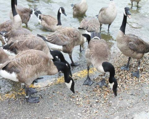 What?! Do Geese Really have Teeth?! [24 Awesome Pictures]
