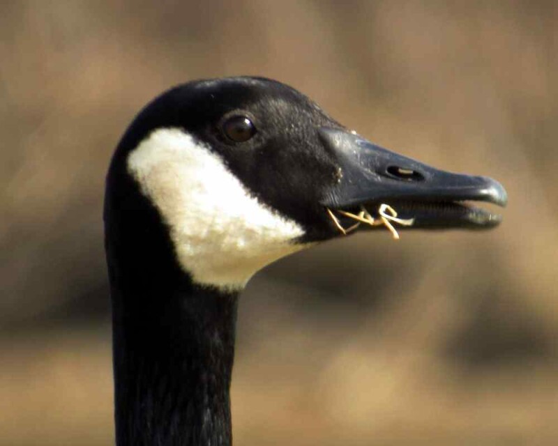 What?! Do Geese Really have Teeth?! [24 Awesome Pictures]