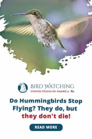 Do Hummingbirds Stop Flying? They Do, But They Don't Die!