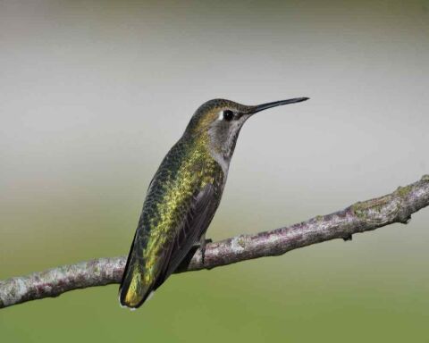 Do Hummingbirds Stop Flying? They Do, But They Don't Die!