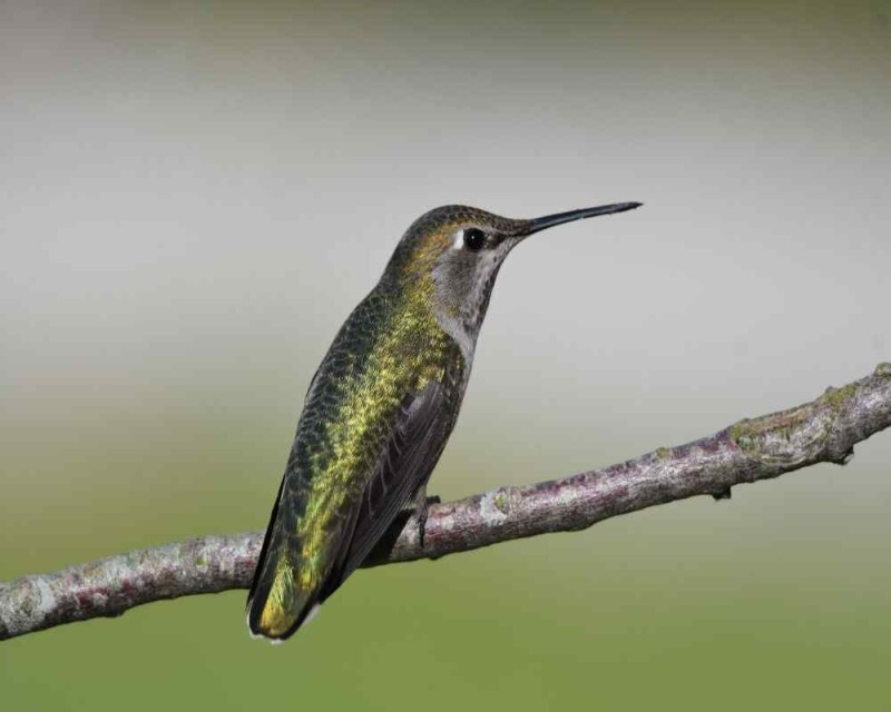 Do Hummingbirds Stop Flying? They Do, But They Don't Die!