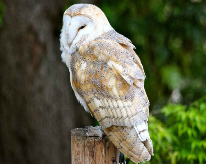 Do Owls Migrate? Some Do And Some Don’t! It’s Awesome.