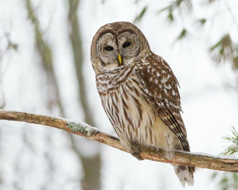 Do Owls Migrate? Some Do And Some Don’t! It’s Awesome.