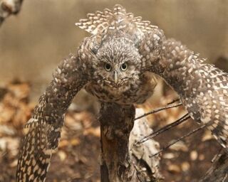 Do Owls Migrate? Some Do And Some Don’t! It’s Awesome.