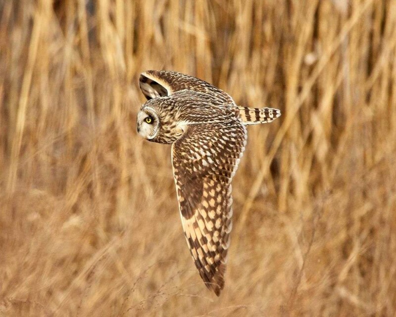 Do Owls Migrate? Some Do And Some Don’t! It’s Awesome.
