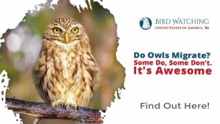 Do Owls Migrate? Some Do And Some Don’t! It’s Awesome.
