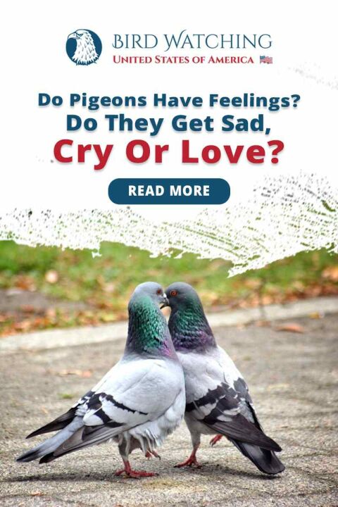 Do Pigeons Have Feelings? Do They Get Sad, Cry, Or Love?