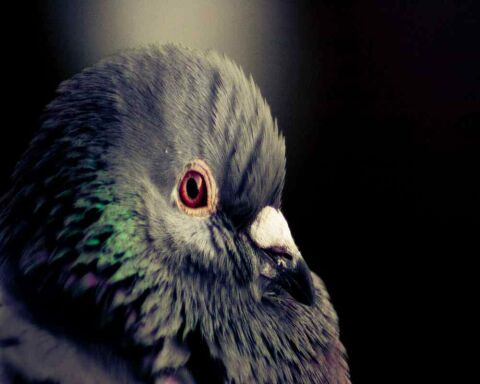 Do Pigeons Have Feelings? Do They Get Sad, Cry, Or Love?