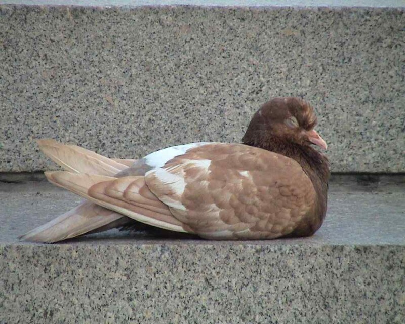 Do Pigeons Have Feelings? Do They Get Sad, Cry, Or Love?