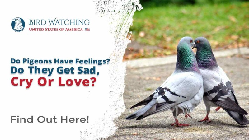 Do Pigeons Have Feelings? Do They Get Sad, Cry, Or Love?