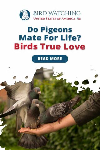 Do Pigeons Mate for Life? Birds True Love