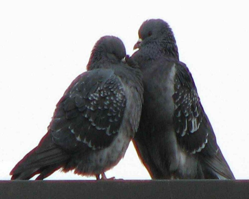 Do Pigeons Mate for Life? Birds True Love