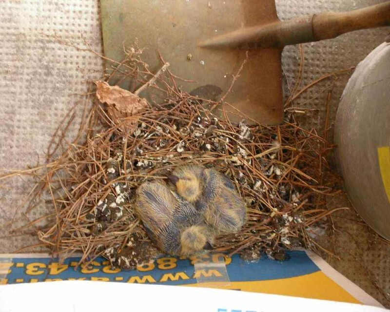 Do Pigeons Mate for Life? Birds True Love