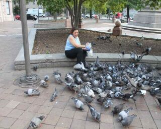 Do Pigeons Mate for Life? Birds True Love