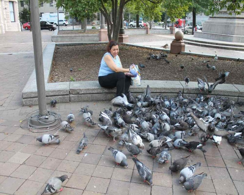 Do Pigeons Mate for Life? Birds True Love