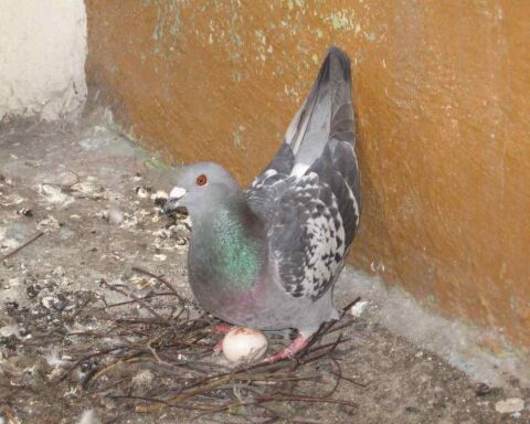 Do Pigeons Mate for Life? Birds True Love