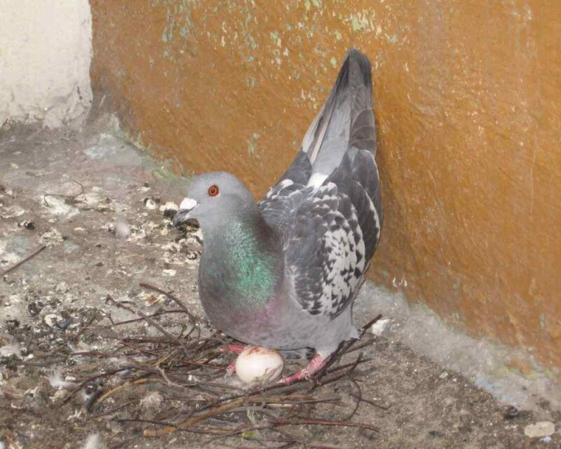 Do Pigeons Mate for Life? Birds True Love