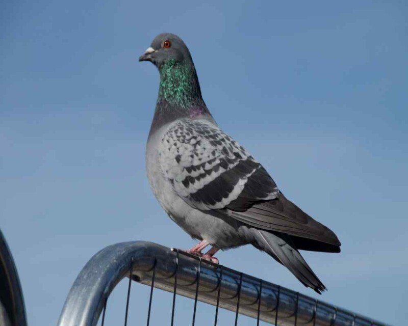 Do Pigeons Mate for Life? Birds True Love