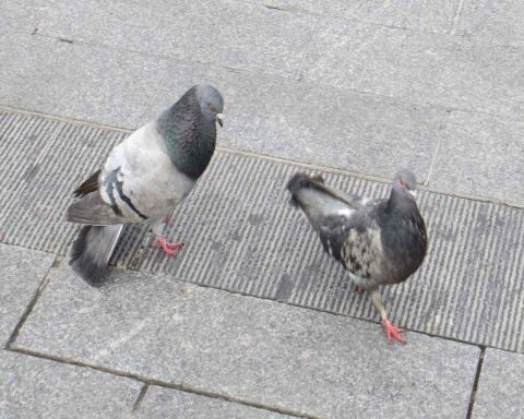 Do Pigeons Mate for Life? Birds True Love
