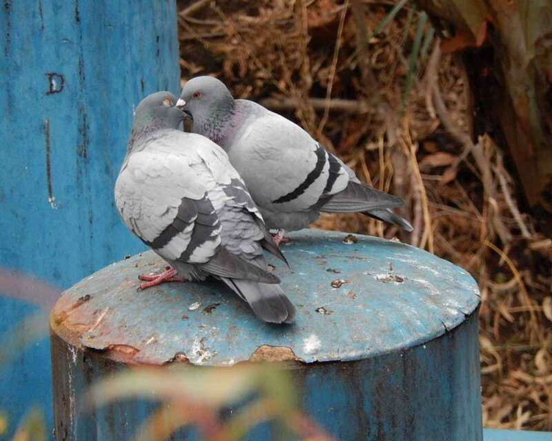 Do Pigeons Mate for Life? Birds True Love