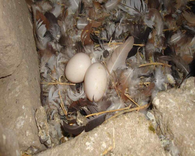 Do Pigeons Mate for Life? Birds True Love