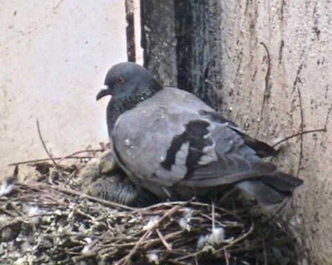 Do Pigeons Mate for Life? Birds True Love