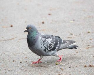 Do Pigeons Mate for Life? Birds True Love
