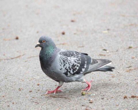 Do Pigeons Mate for Life? Birds True Love