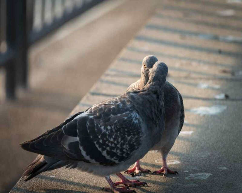 Do Pigeons Mate for Life? Birds True Love