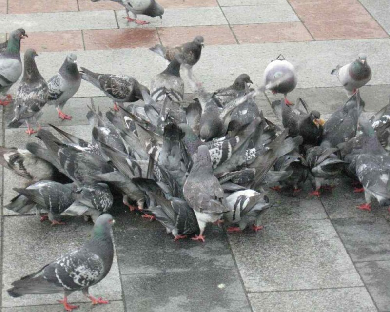 Do Pigeons Mate for Life? Birds True Love