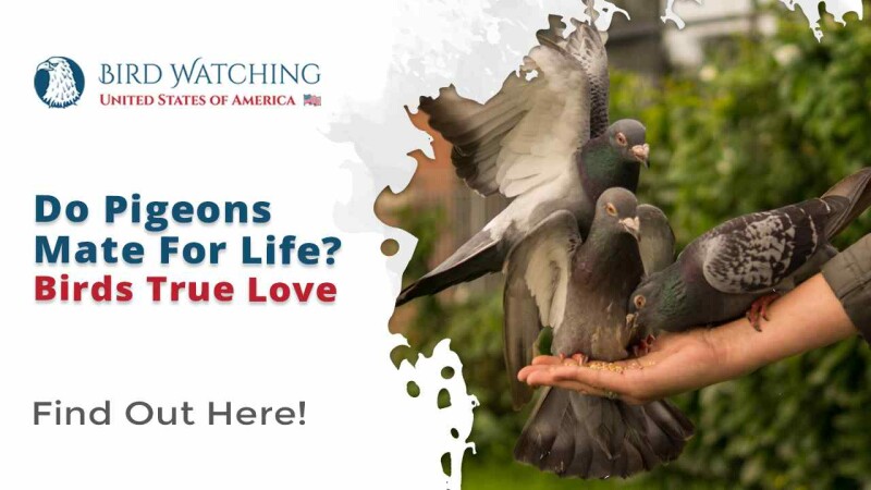 Do Pigeons Mate for Life? Birds True Love