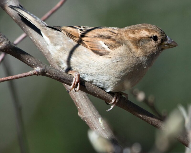 Do Sparrows Mate for Life? Birds True Love