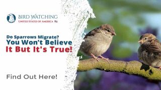 How To Tell a House Finch from A Sparrow - 5 Differences!
