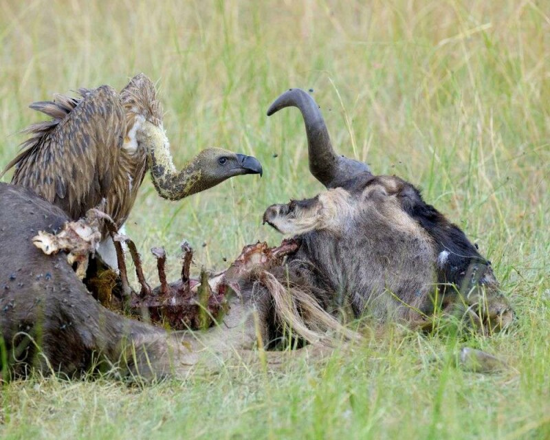 Do Vultures Eat Dead Vultures? This is Really Shocking!