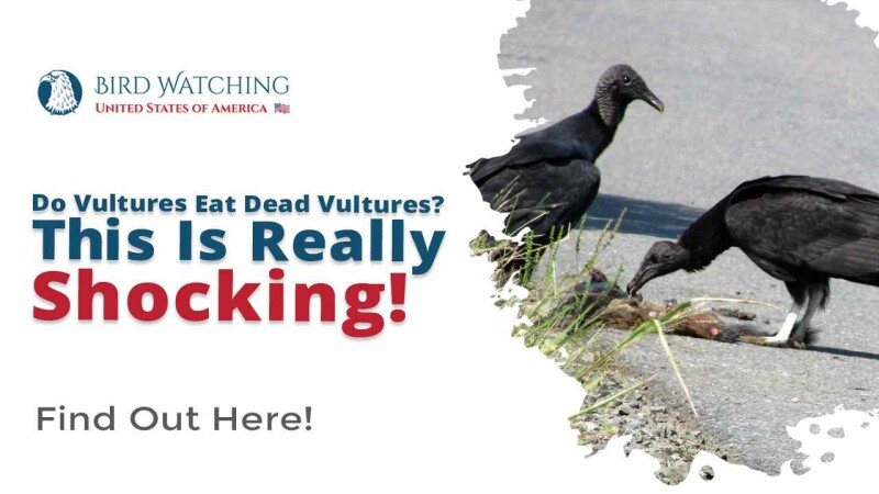 Do Vultures Eat Dead Vultures? This is Really Shocking!