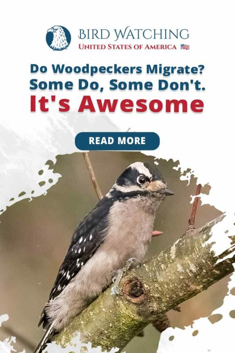 Do Sparrows Migrate? You Won’t Believe It But It’s True Do Sparrows Migrate? You Won’t Believe It But It’s True