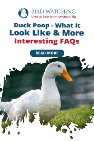 Duck Poop: What It Looks Like & More Interesting FAQs