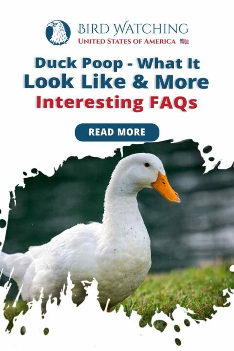 Duck Poop: What It Looks Like & More Interesting FAQs