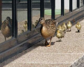 Duck Poop: What It Looks Like & More Interesting FAQs