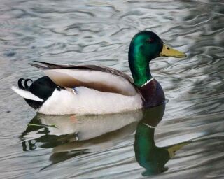 Duck Poop: What It Looks Like & More Interesting FAQs