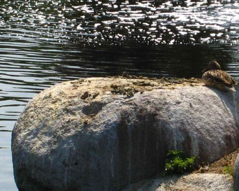 Duck Poop: What It Looks Like & More Interesting FAQs